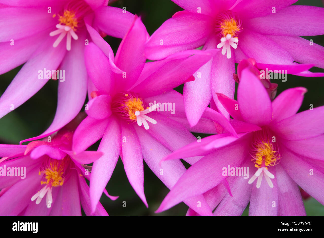 Rhipsalidopsis gaertneri hi-res stock photography and images - Alamy