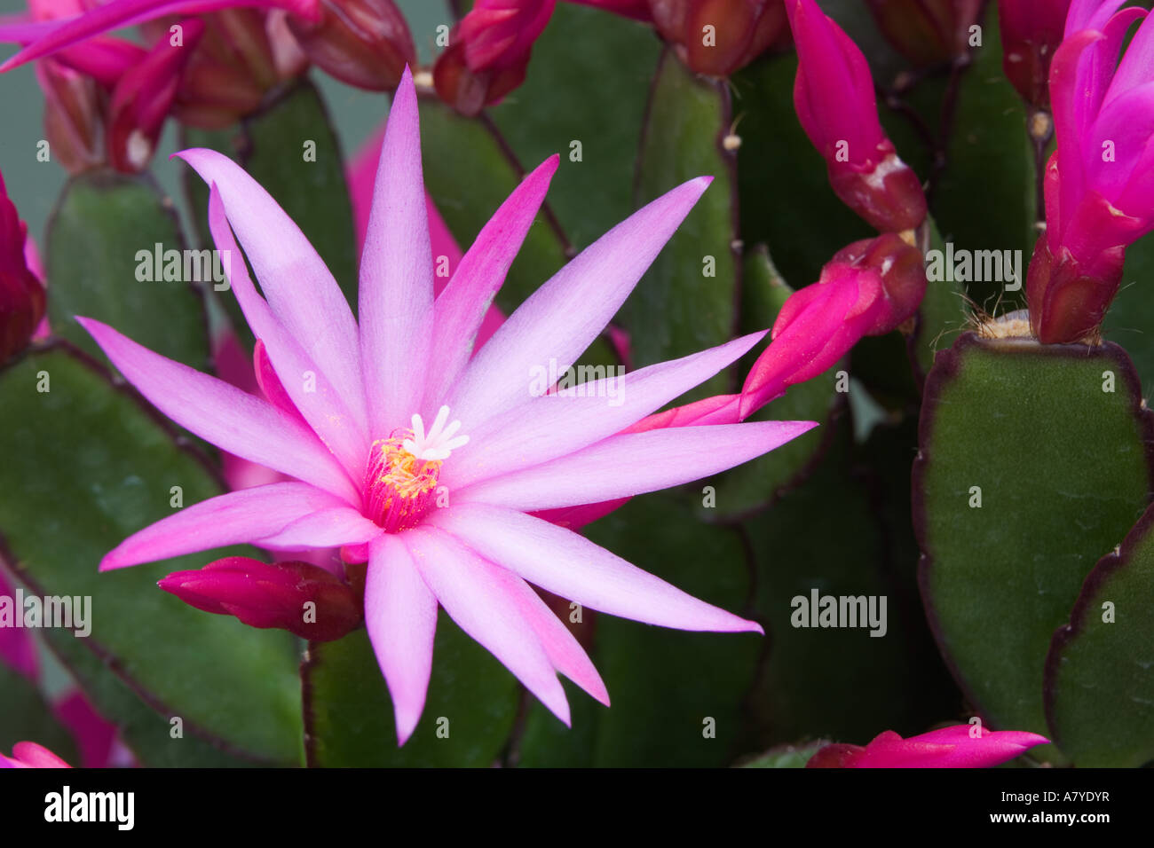 Rhipsalidopsis gaertneri hi-res stock photography and images - Alamy
