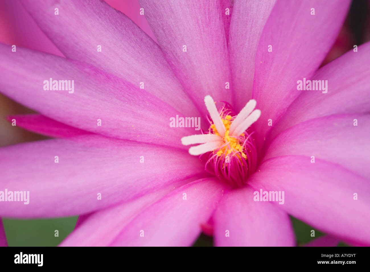 Rhipsalidopsis gaertneri hi-res stock photography and images - Alamy