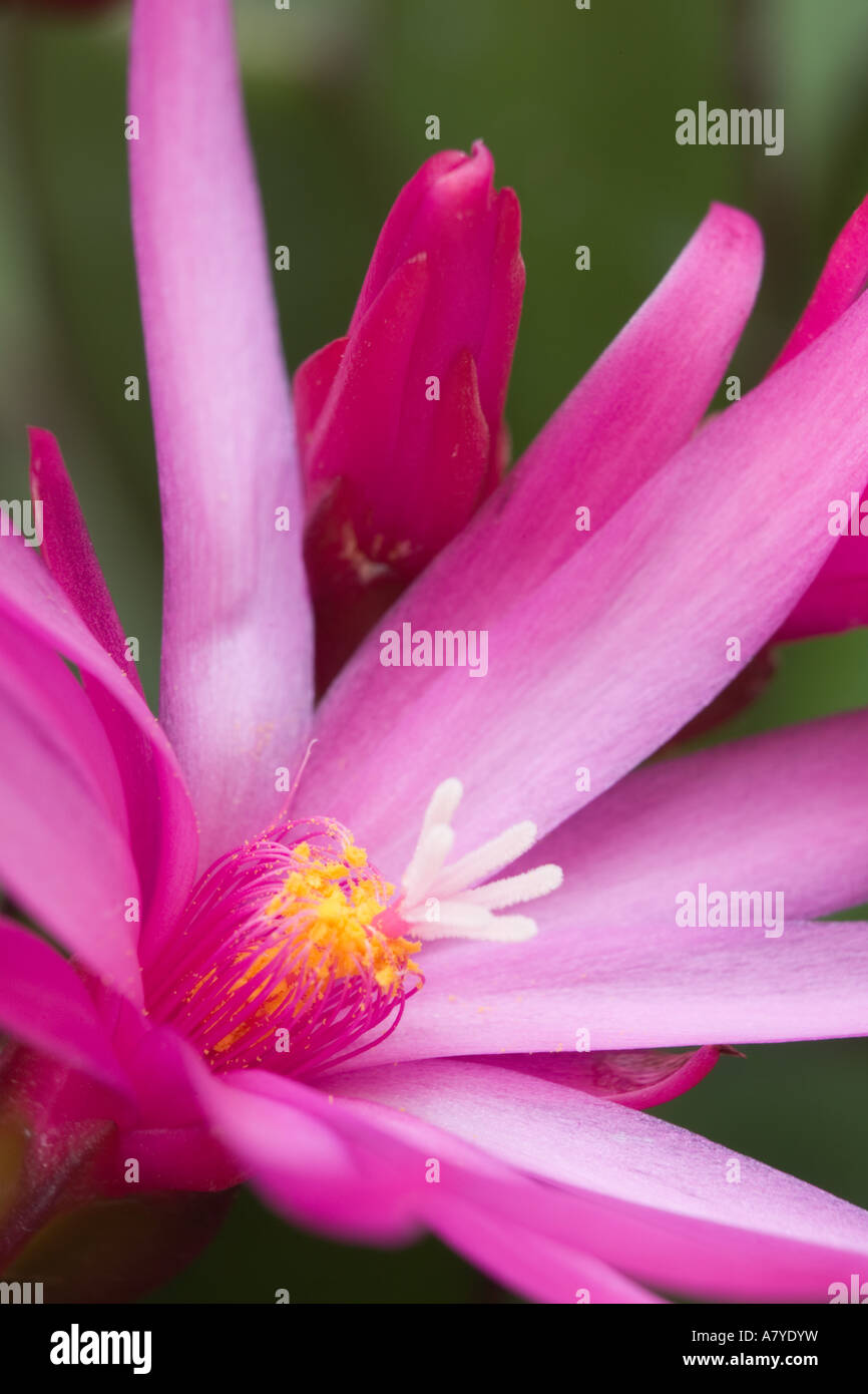 Sunrise cactus flower, (Rhipsalidopsis gaertneri Stock Photo - Alamy