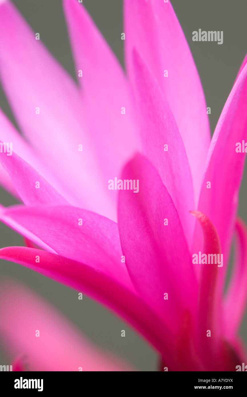Rhipsalidopsis gaertneri hi-res stock photography and images - Alamy