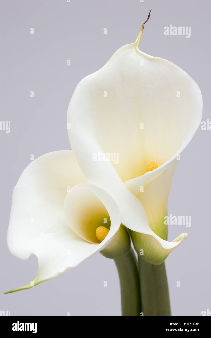 White Calla Lilies Stock Photo - Alamy