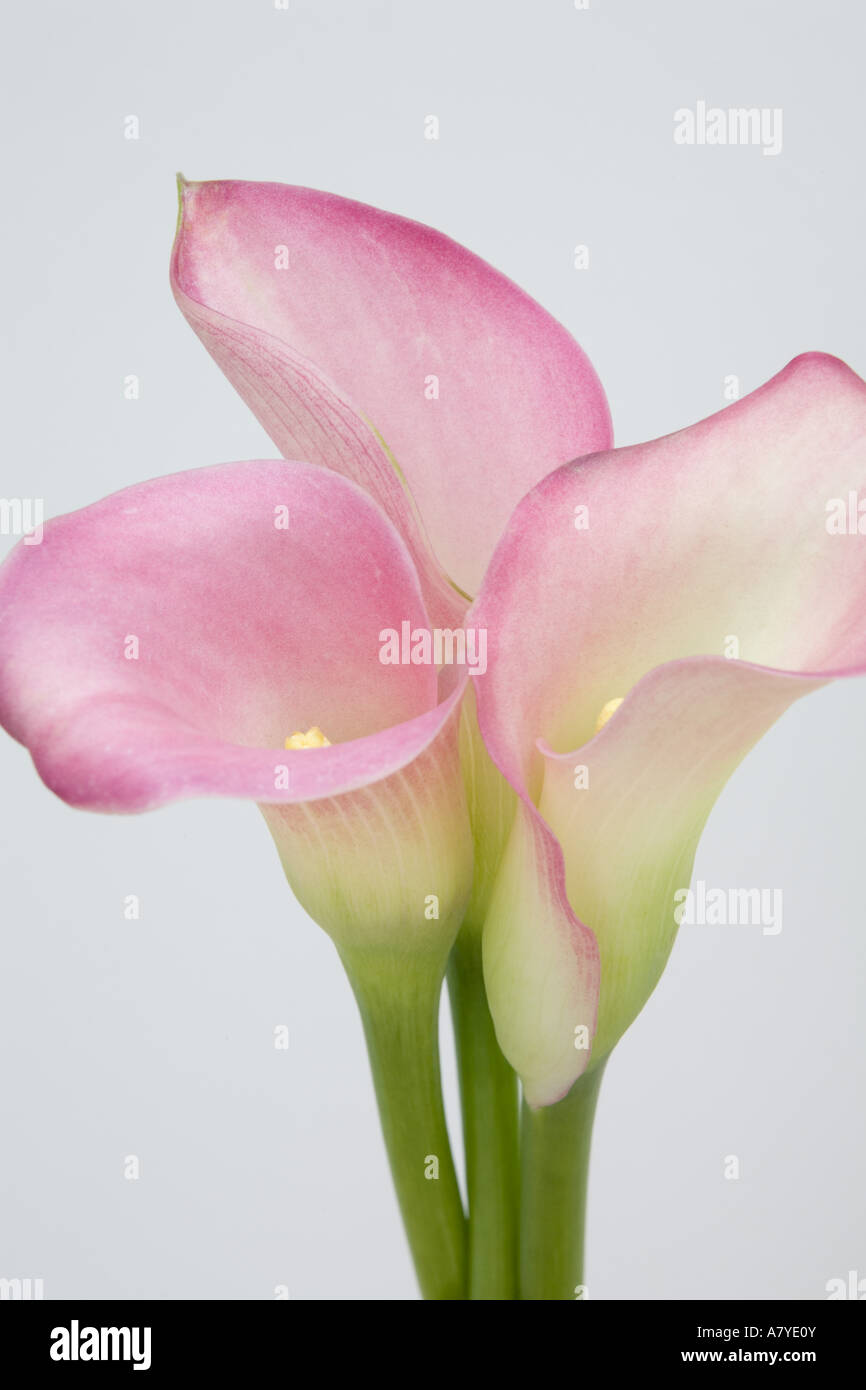 Pink Calla Lilies Stock Photo - Alamy