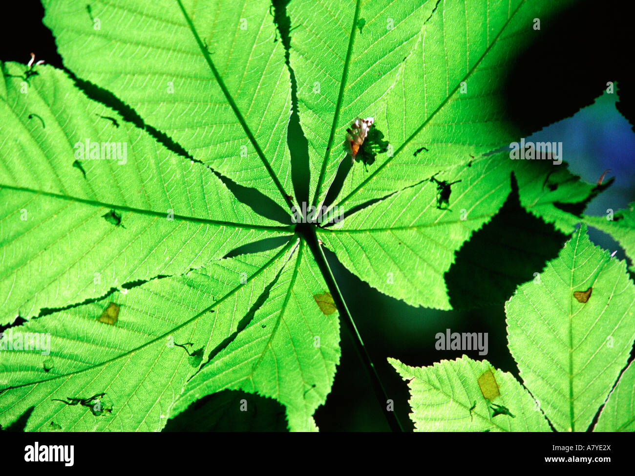 Sun light passing through leaves hi-res stock photography and images ...