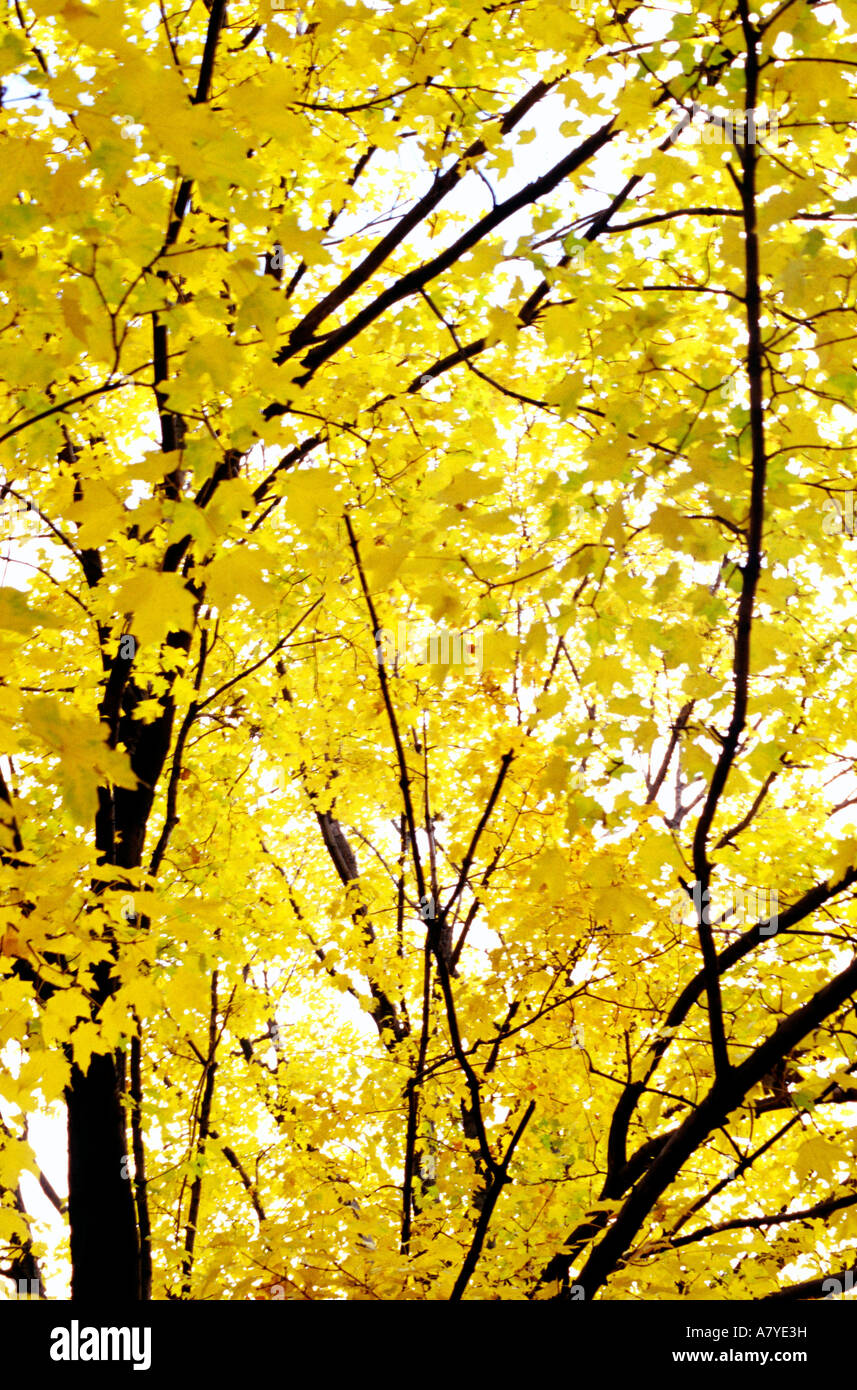 The sharp light passes through the leaves and gives them a new ...