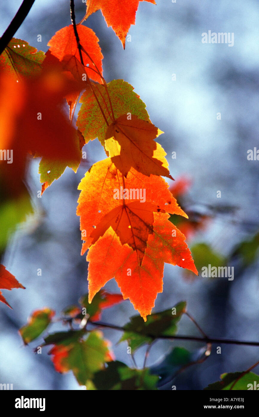 The sharp light passes through the leaves and gives them a new ...