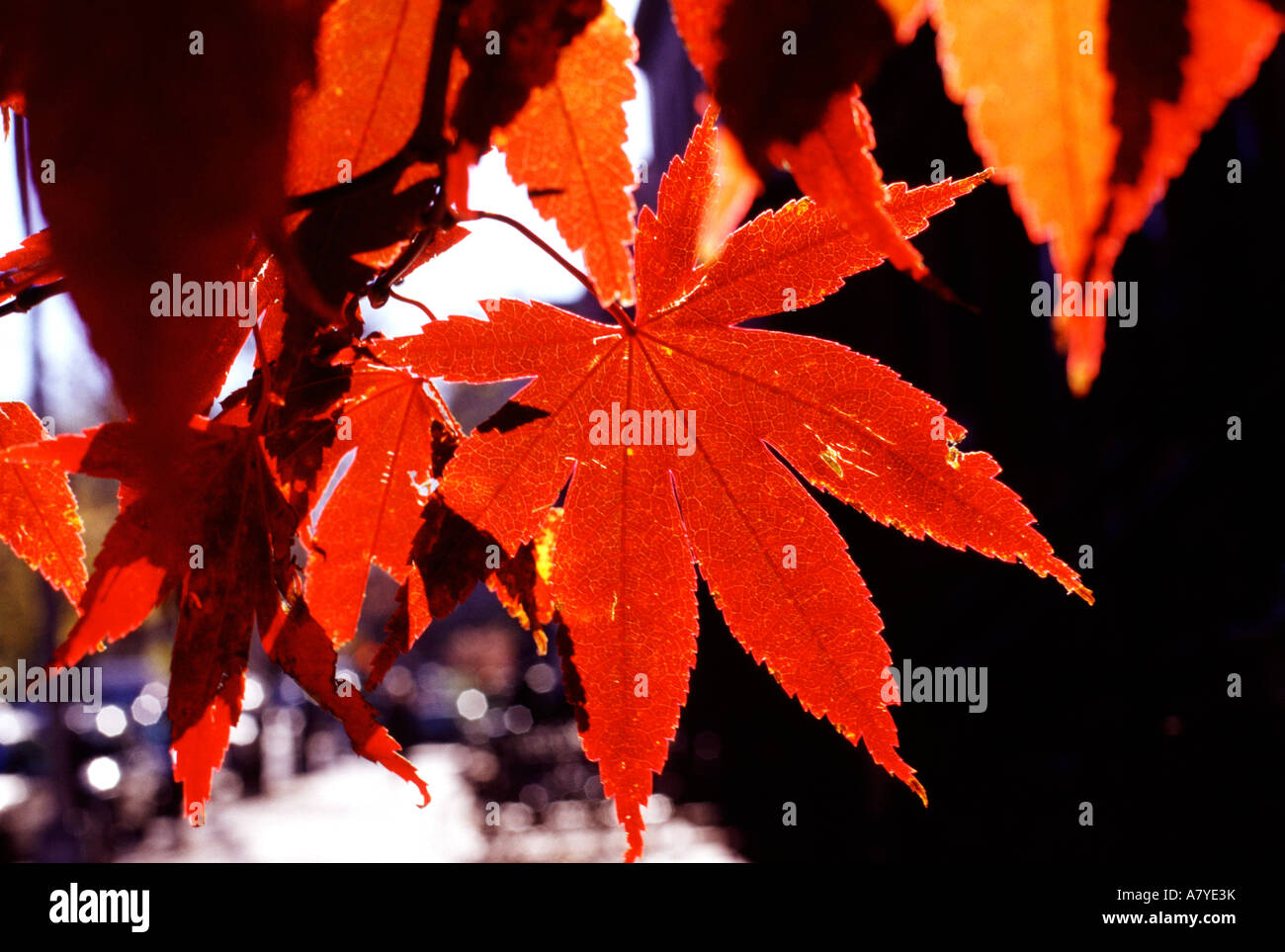 The sharp light passes through the leaves and gives them a new ...