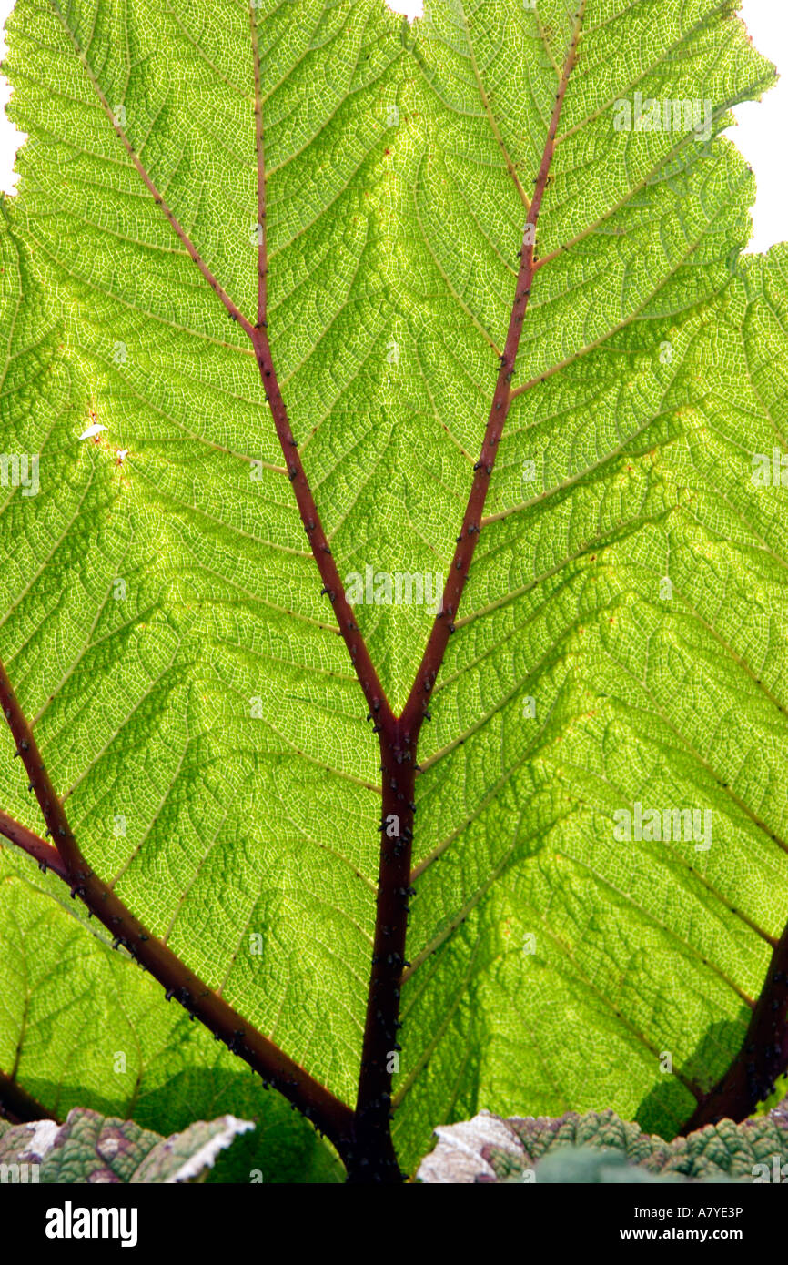 Leaf photographed from the side opposite to the sun to enhance the ...