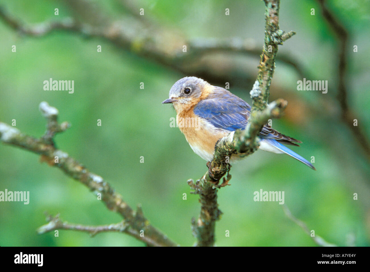 Female eastern Bluebird, (Sialia Sialis Stock Photo - Alamy