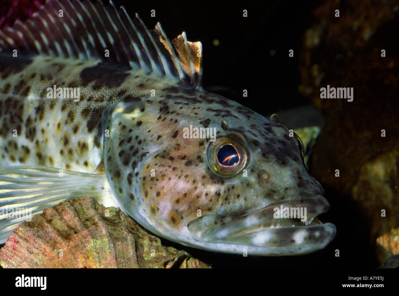 North America. Ling cod (Ophiodon elongatus Stock Photo - Alamy