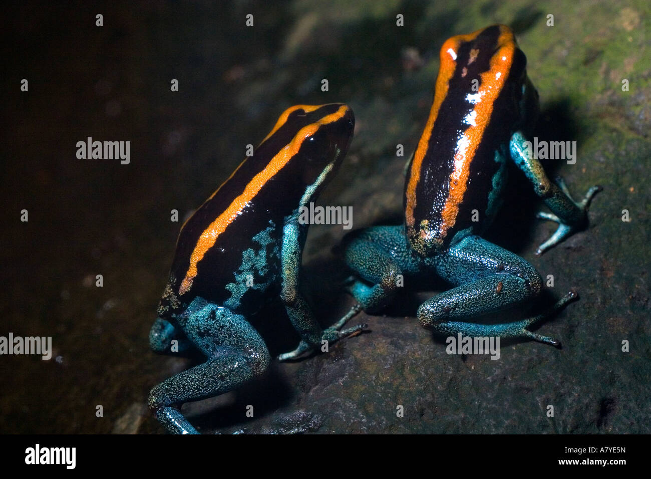 Phyllobates vittatus, a poison arrow frog endemic to Costa Rica ...