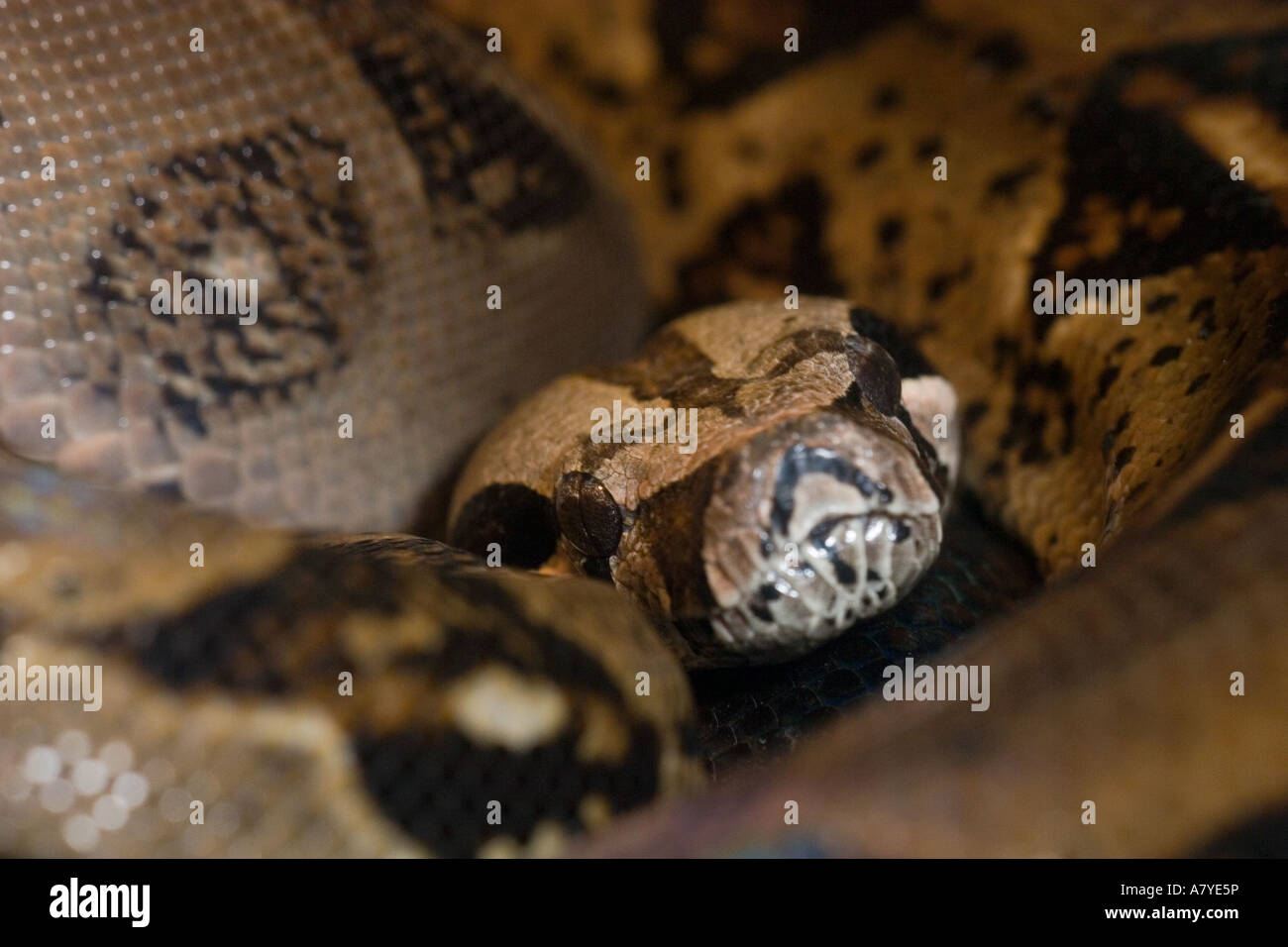 portrait of a Boa, Boa constrictor, native to Central and South America ...