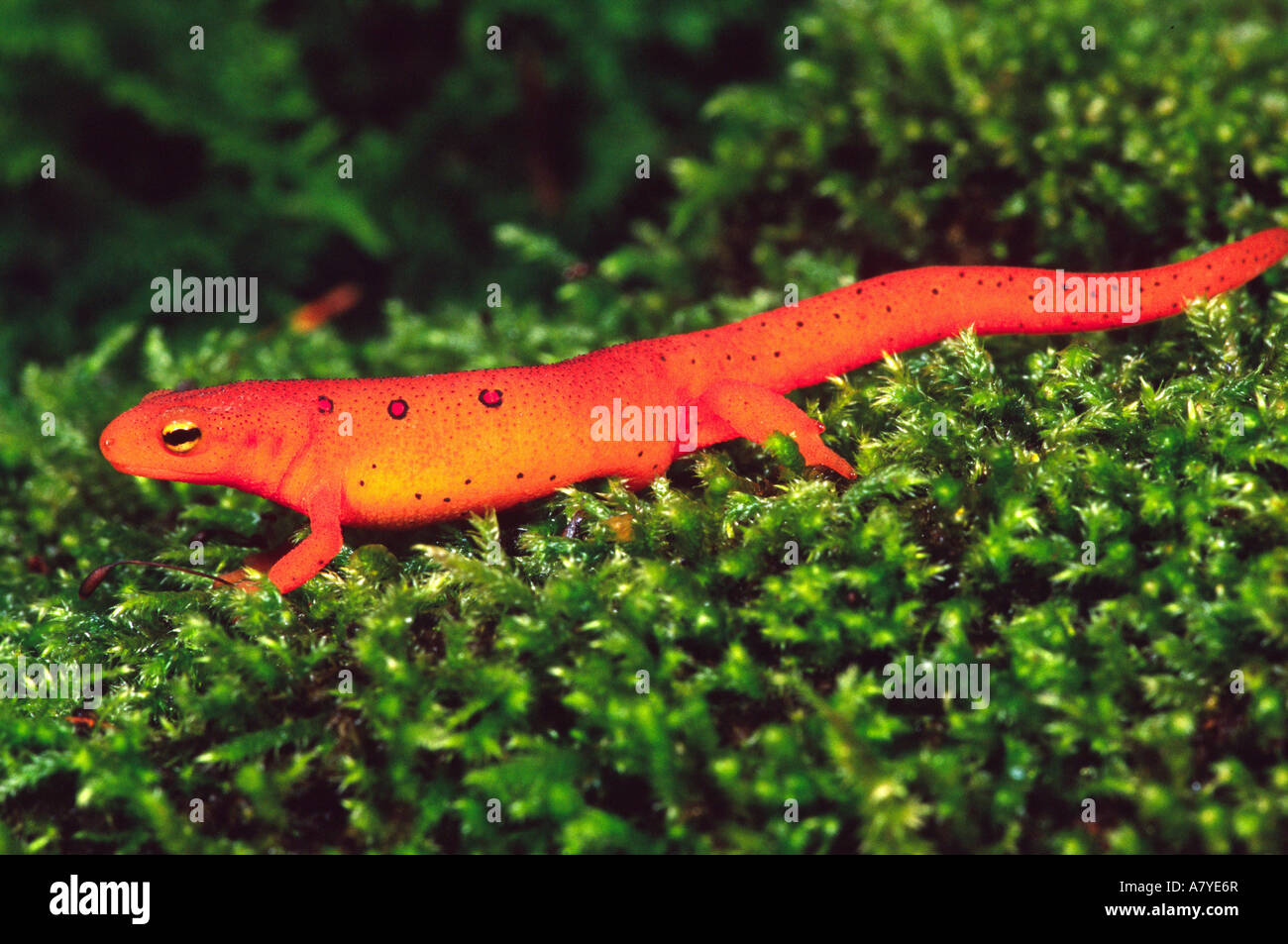 Red Eft (Terrestrial Form), Notophthalmus viridescens, Native to ...