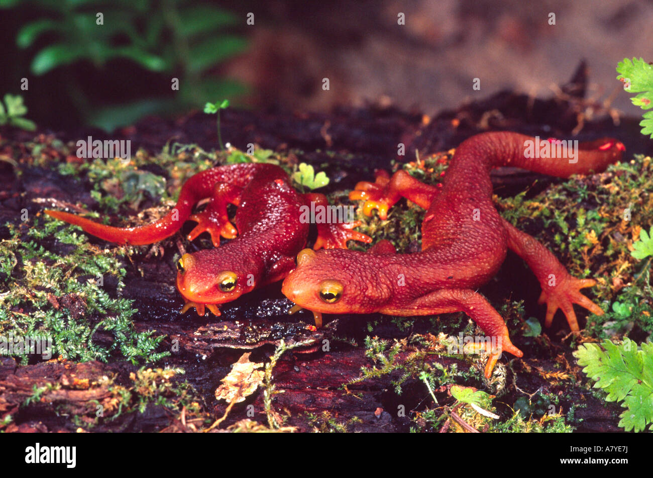 Taricha torosa torosa hi-res stock photography and images - Alamy