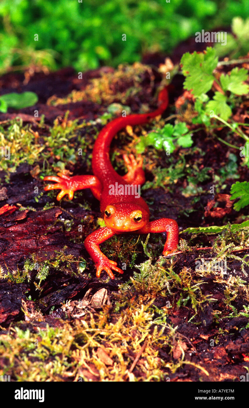 Taricha torosa torosa hi-res stock photography and images - Alamy