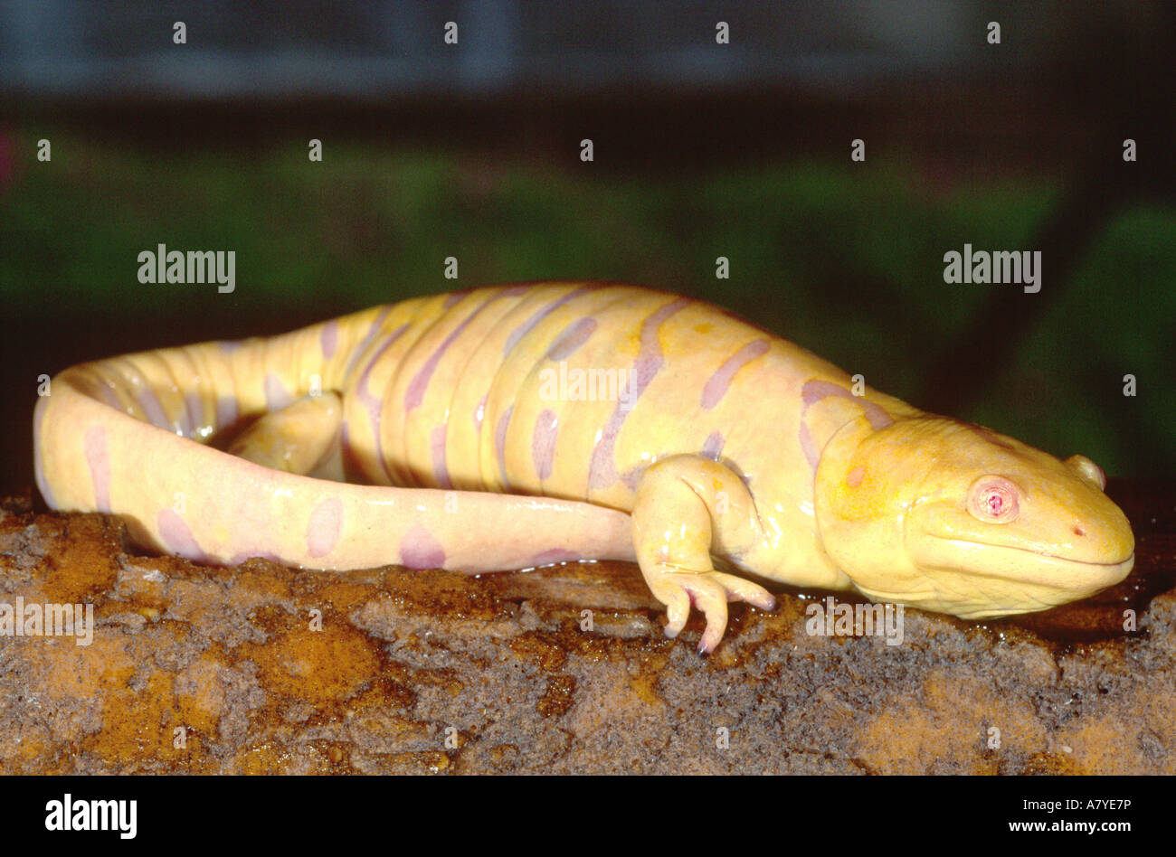 Ambystoma tigrinum hi-res stock photography and images - Alamy