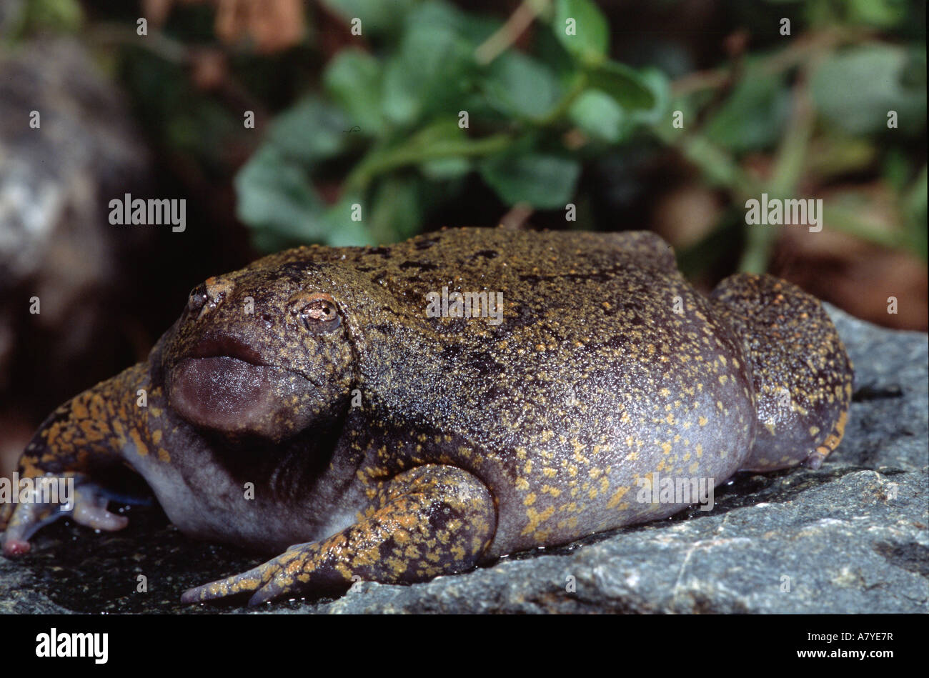 Burmese Burrowing Frog, Glyphoglossus molossus, Native to Borneo Stock ...