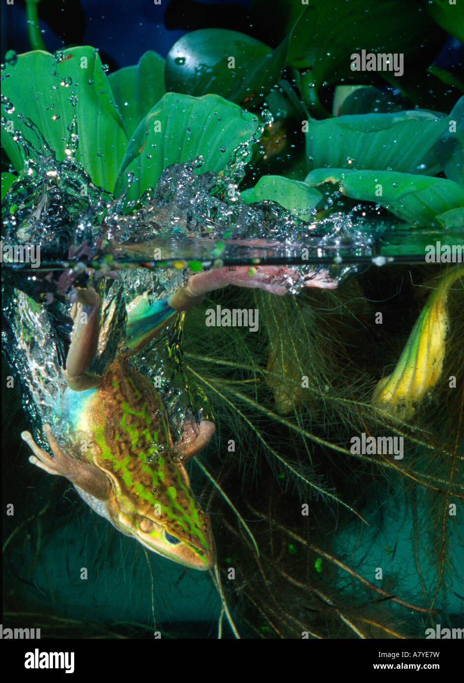 Golden Bell Frog Diving, Litoria aurea Stock Photo - Alamy