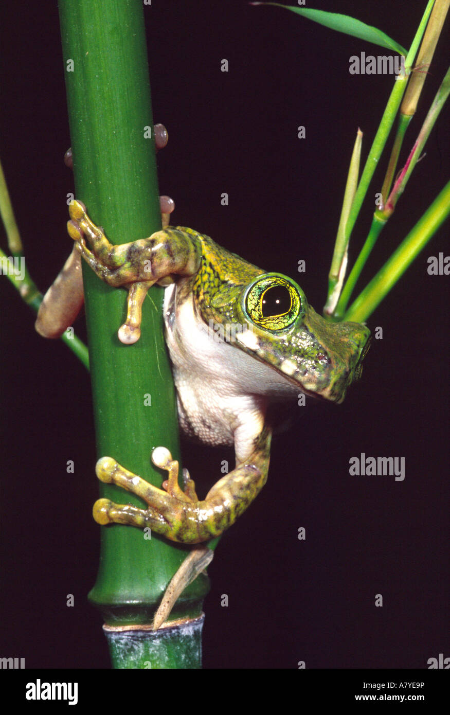 Big Eye Treefrog, Leptopelis vermiculatus, Native to Tanzania Stock ...