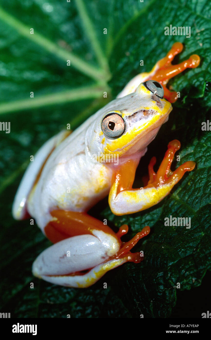 Metallic Reed Frog, Heterixalus madagascariensis, Native to Madagascar ...
