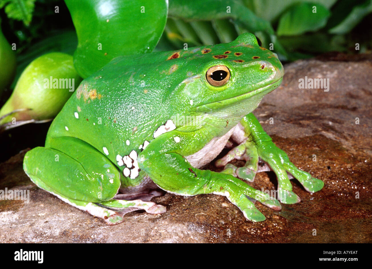 Vietnamese Giant Treefrog, Polypedates sp., Native to Vietnam Stock ...