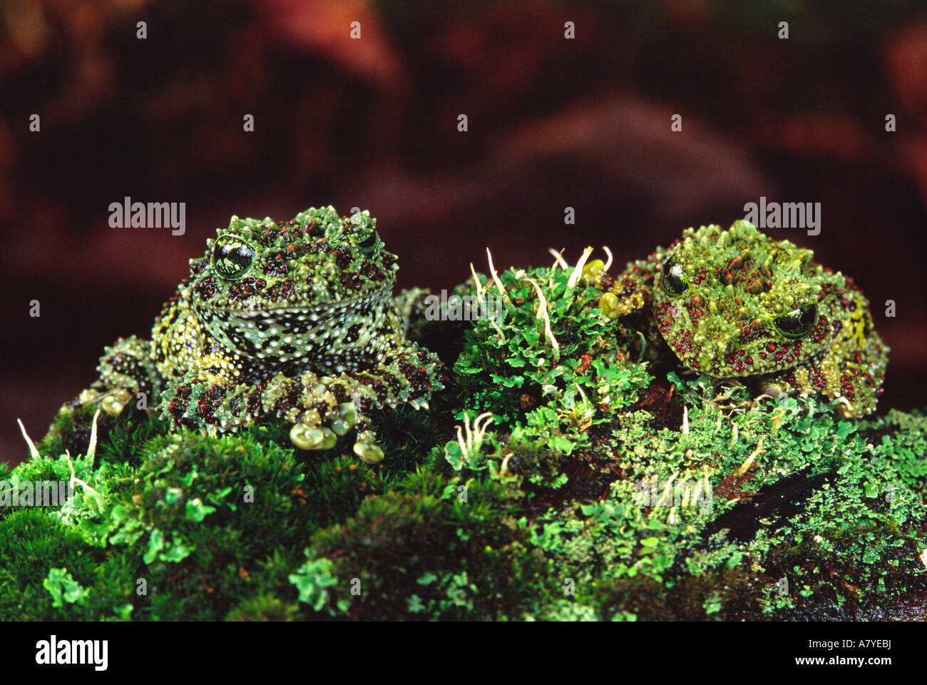 Vietnamese Mossy Frogs, Theloderma corticale, Native to Vietnam Stock ...