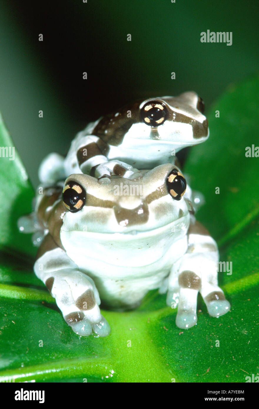 Amazon Cave Frog, Phrynohyas resinifectrix, Native to Northern South ...