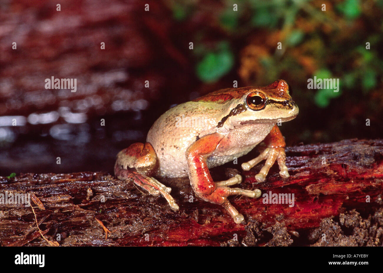 Pacific Treefrog, Hyla regilla, Native to California/ Pacific Coast ...