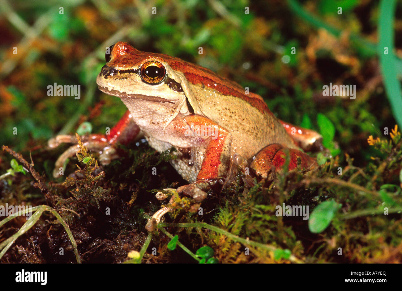 Hyla regilla hi-res stock photography and images - Alamy
