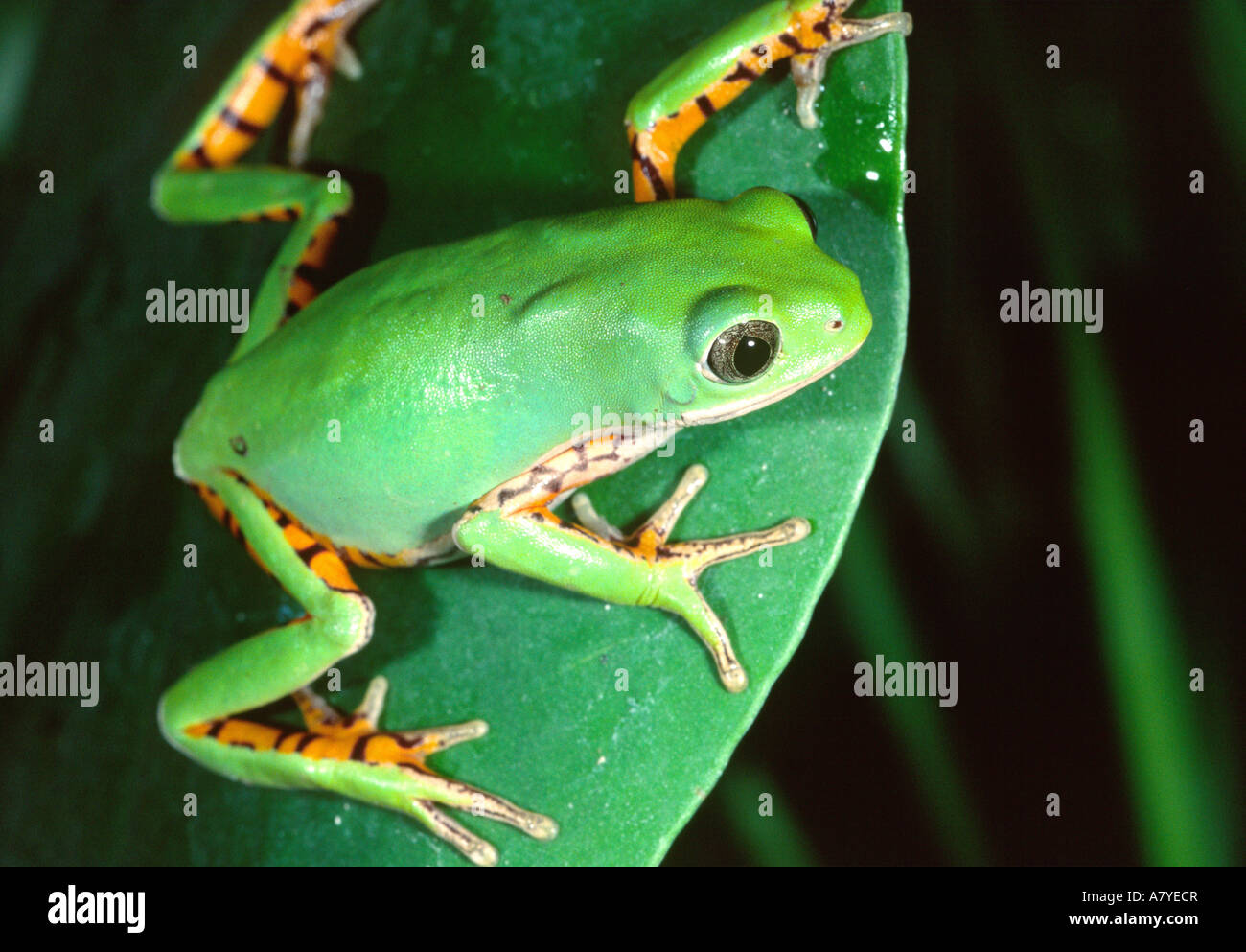 Tiger Leg Monkey Frog, Phyllomedusa hypochondrialis, Native to Peru ...