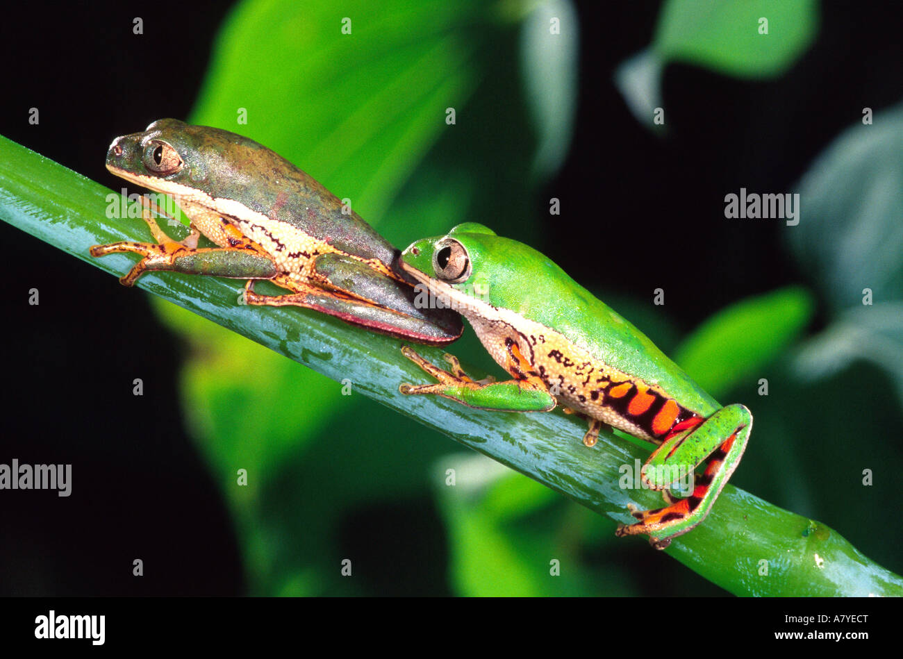 Tiger Leg Monkey Frog, Phyllomedusa hypochondrialis, Native to Peru ...