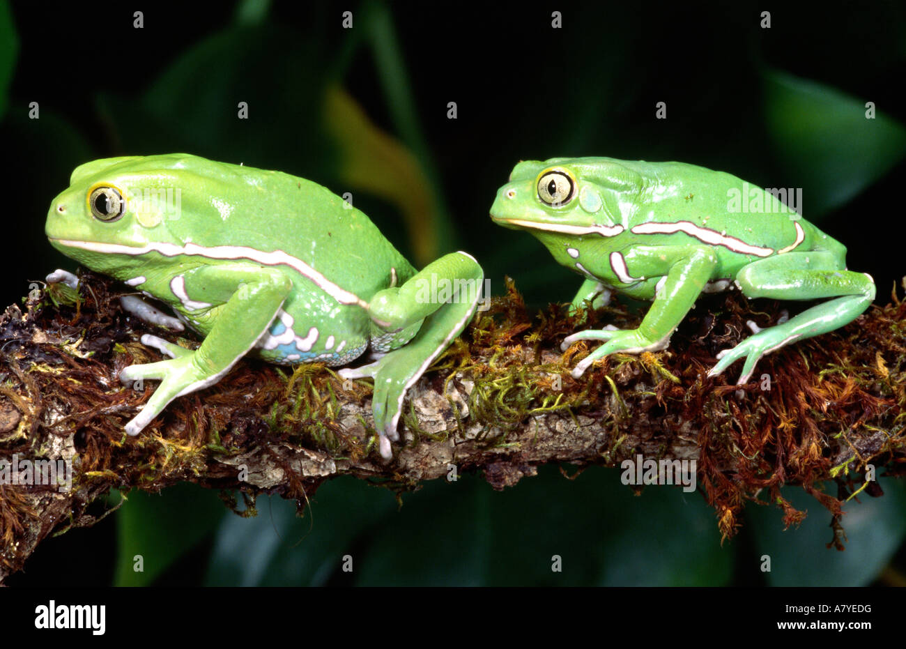 Painted Monkey Frog, Phyllomedusa savaugi, Native to Paraguay Stock ...