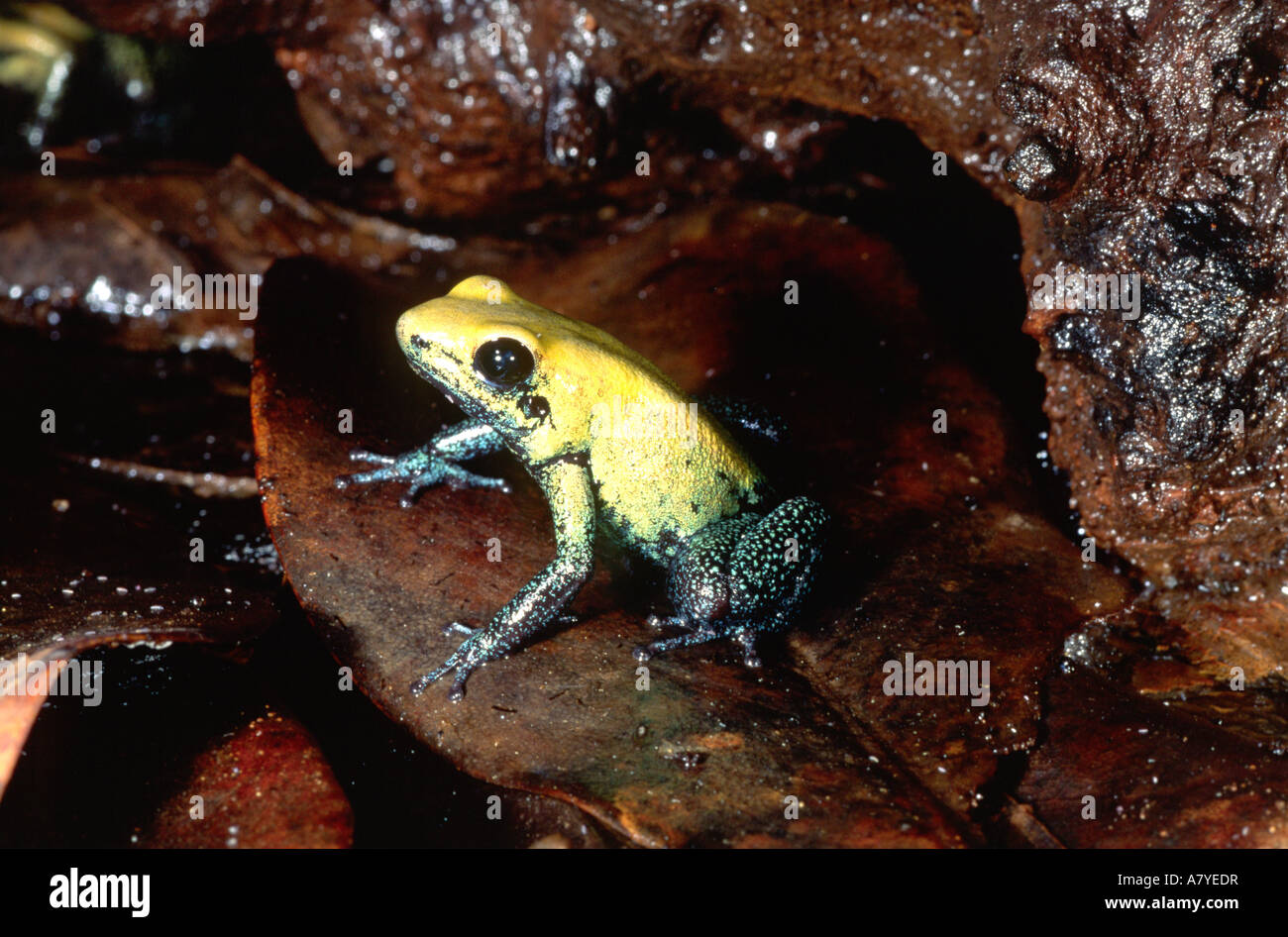 Black-legged Poison Frog, Phyllobates bicolor, Native to Columbia Stock ...