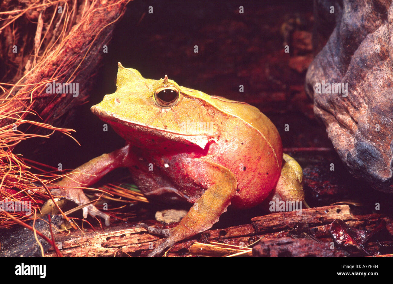 Eyelash Horn Frog, Ceratobatrachus guentheri, Native to Soloman Islands ...