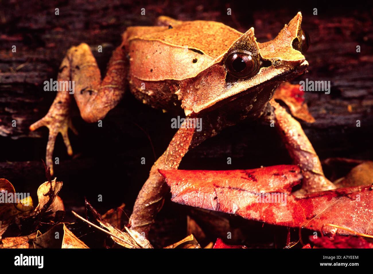 Malaysian Leaf Frog, Megophrys montana, Native to Thailand, Malaysia ...