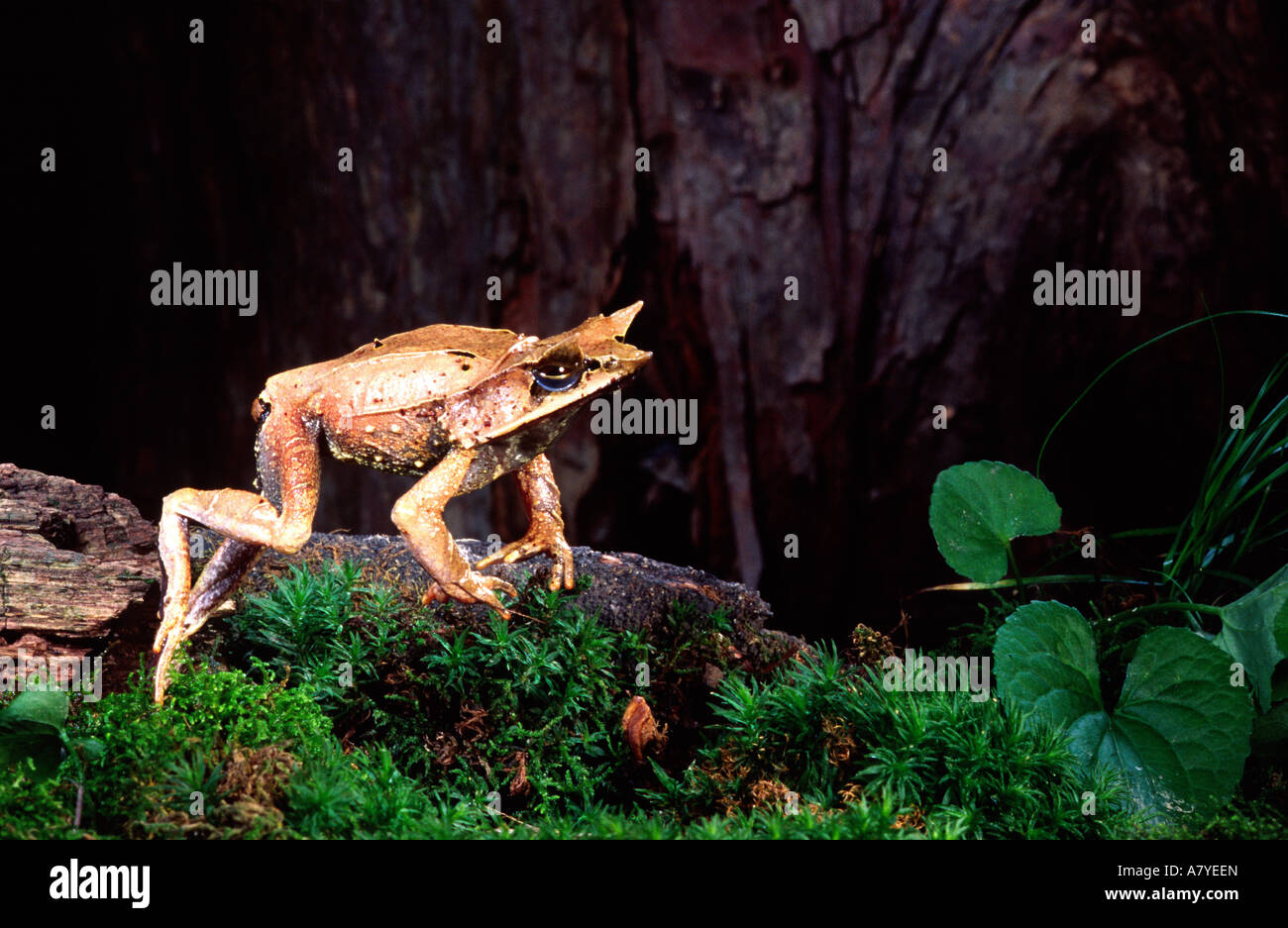 Malaysian Leaf Frog, Megophrys montana, Native to Thailand & Malaysia ...