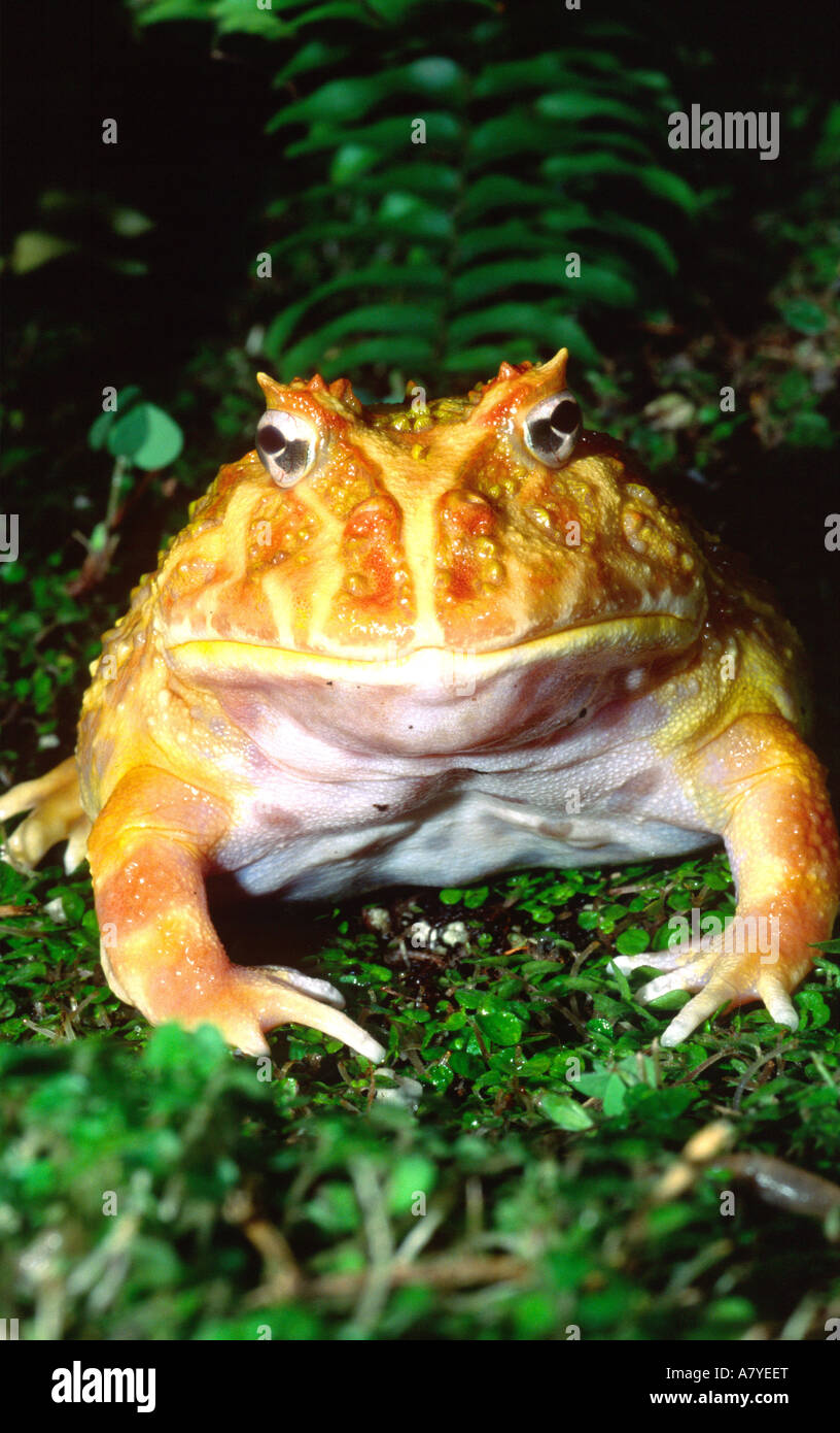 Albino Cranwell's Horn Frog, Ceratophrys cranwelli, No Natural Range ...