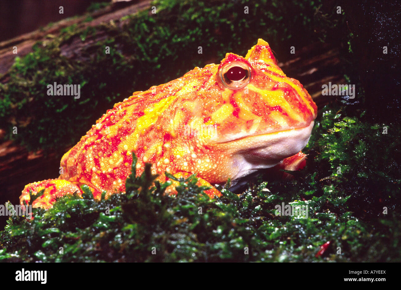 Albino Cranwell's Horn Frog, Ceratophrys cranwelli, No Natural Range ...