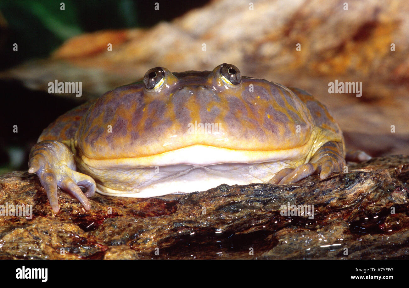 Budgetts frog lepidobatrachus asper native hi-res stock photography and ...