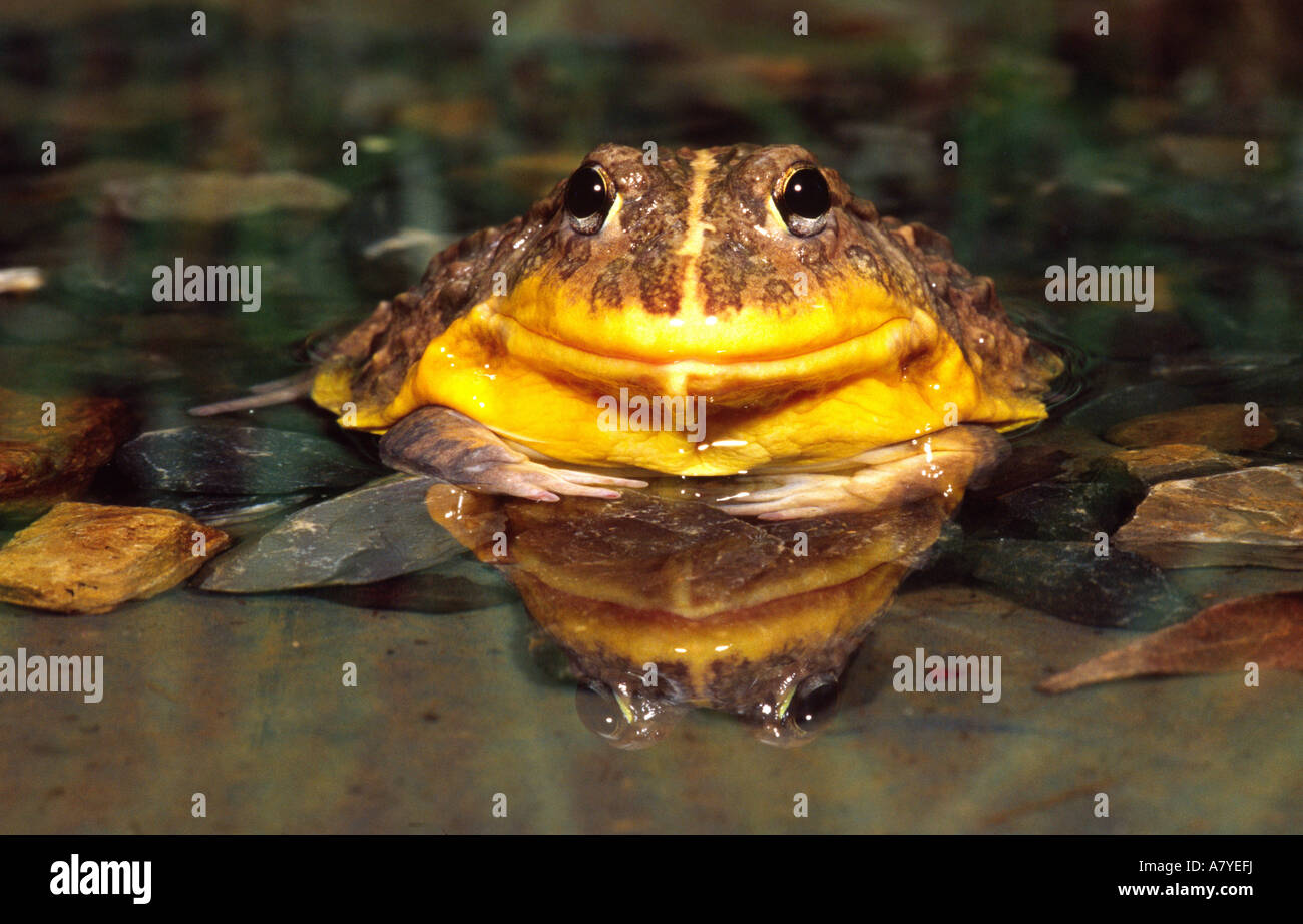 African burrowing bullfrog hi-res stock photography and images - Alamy