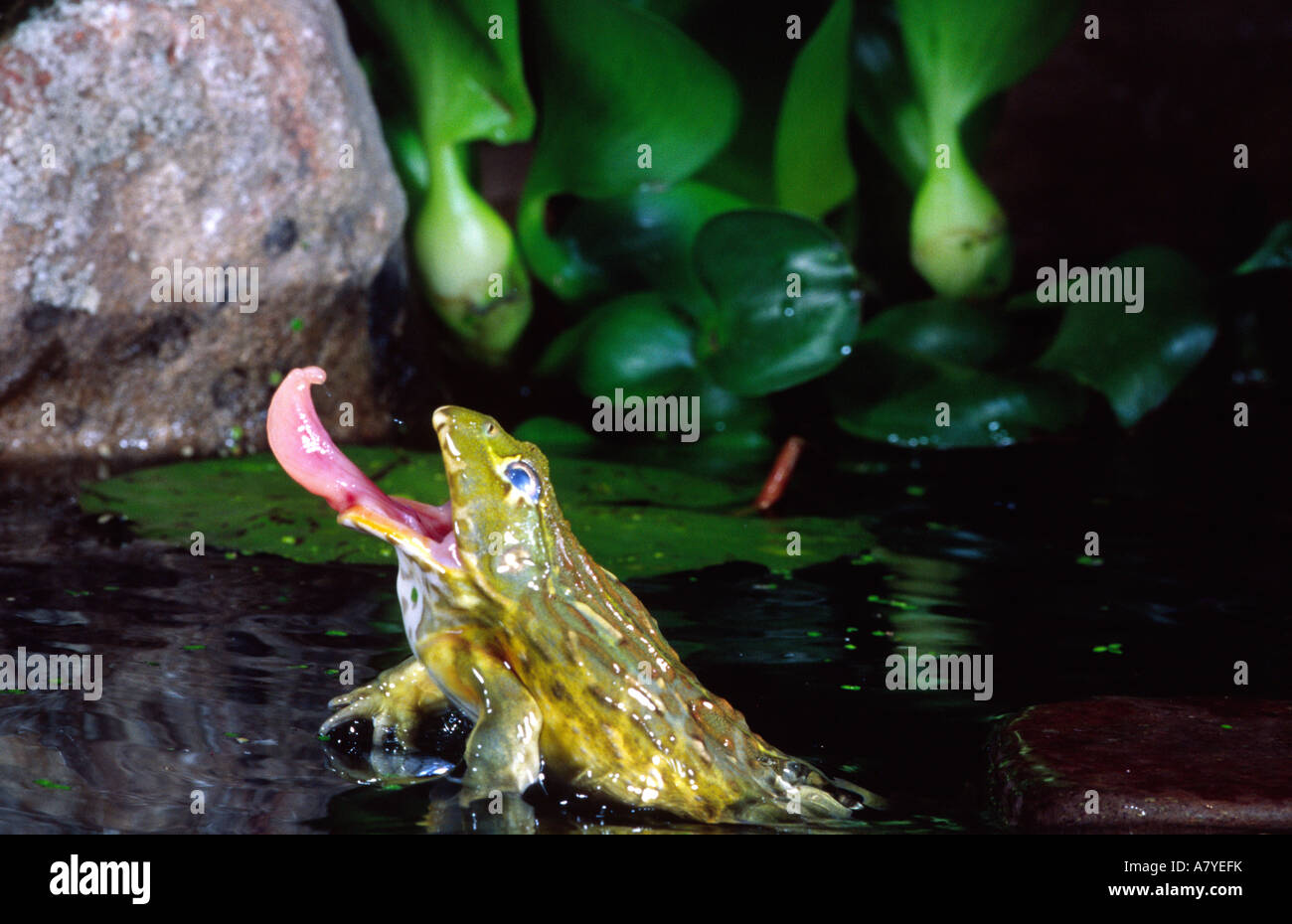 African Burrowing Bullfrog with tongue extended, Pyxicephalus adspersus ...