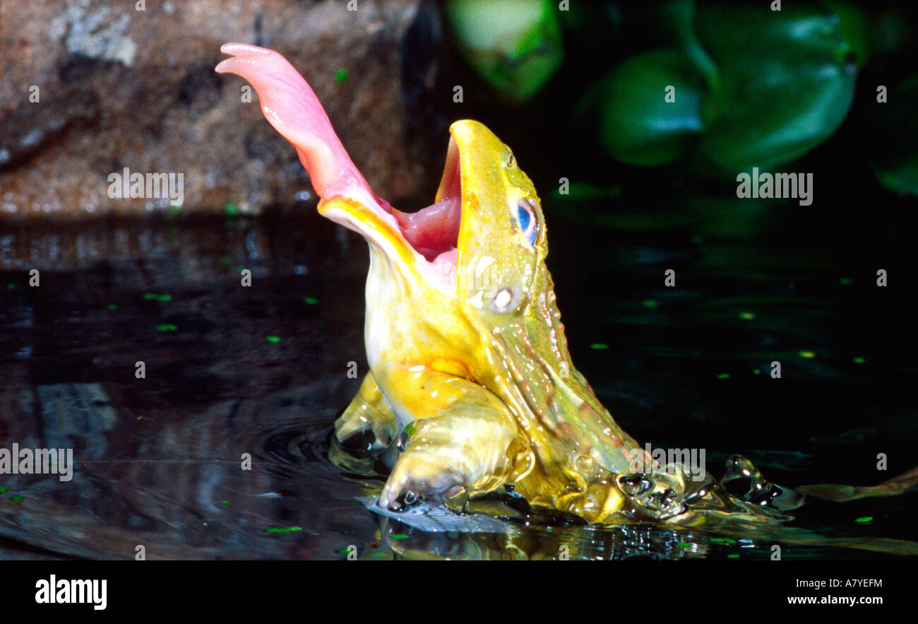 Frog tongue catch hi-res stock photography and images - Alamy