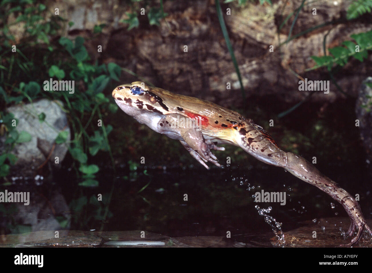 Smokey Jungle Frog, Leptodactylus pentadactylus, Native to Central ...