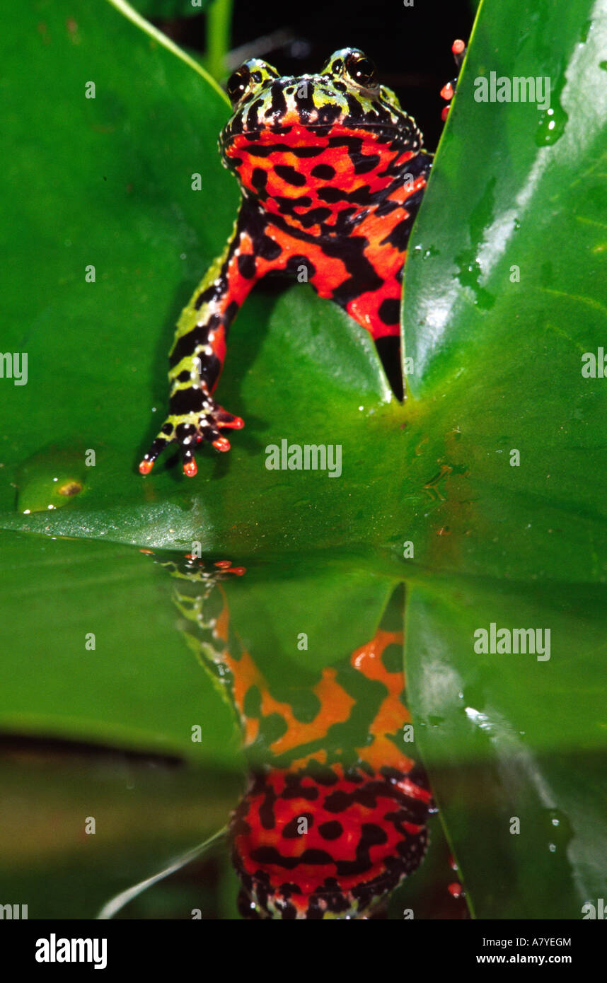 Fire Belly Toad, Bombina orientalis, Native to N.E. China Stock Photo ...