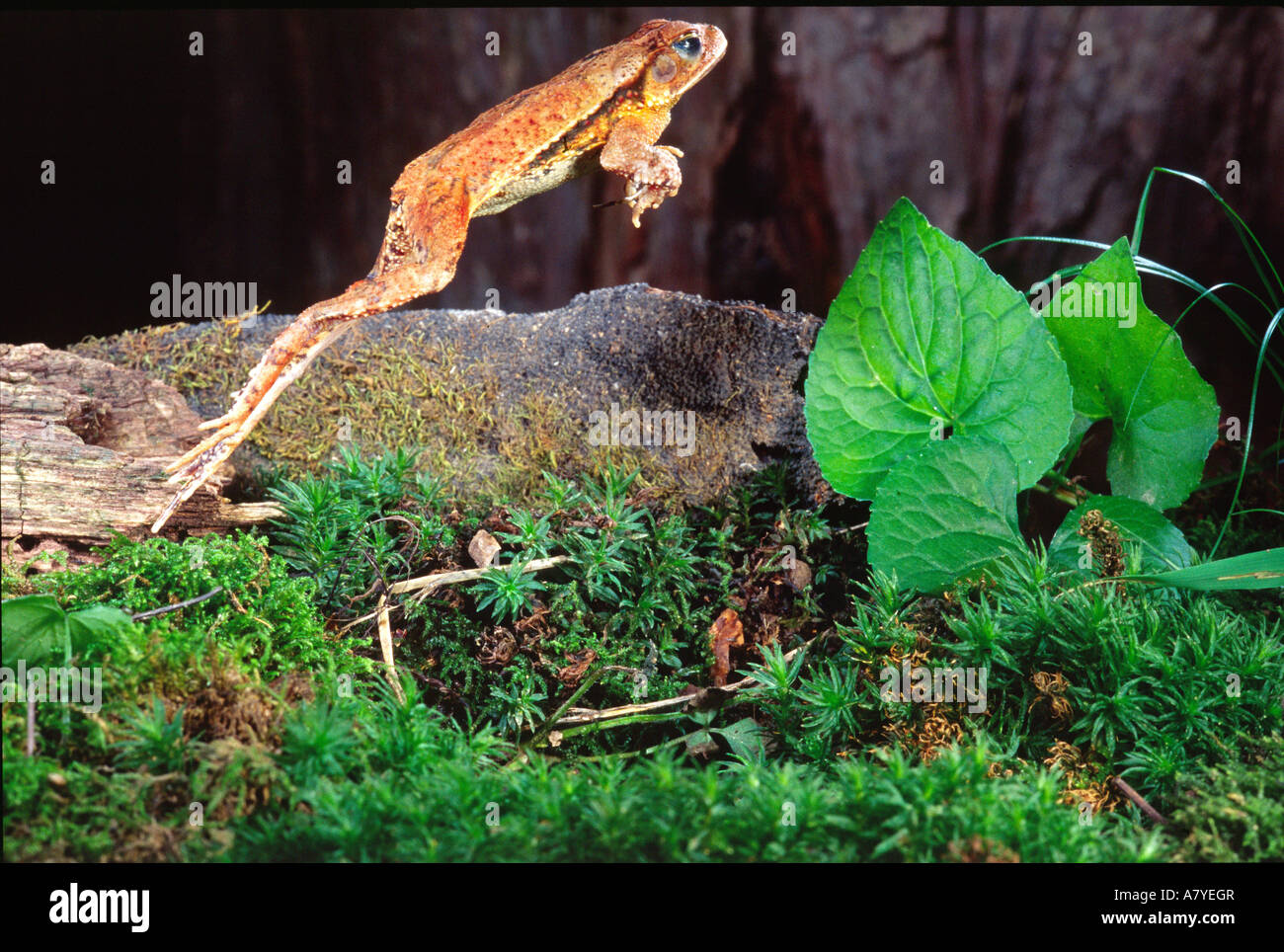 Toad jumping hi-res stock photography and images - Alamy