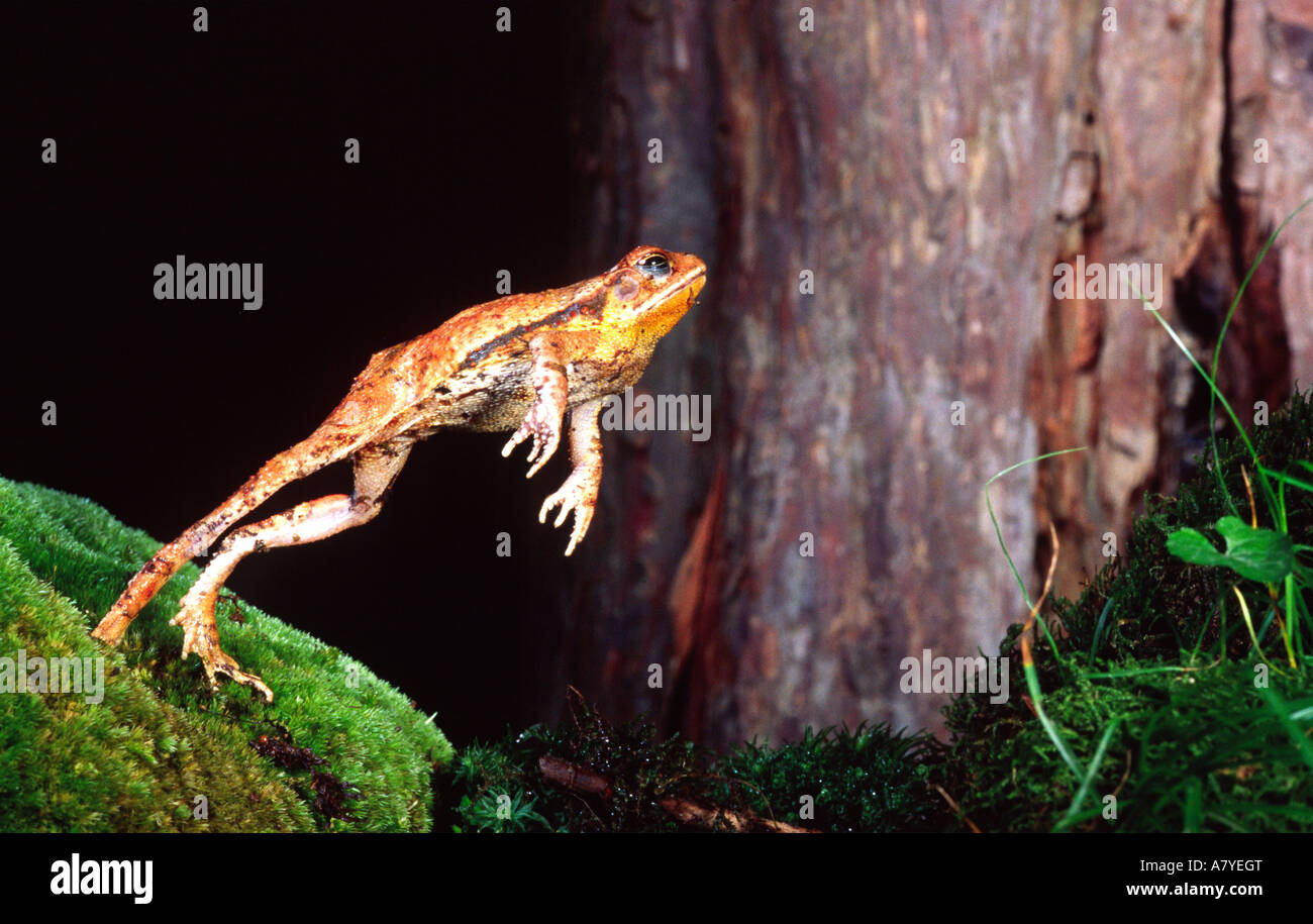 Honduran Striped Toad, Bufo cabifrons, Native to Honduras Stock Photo ...