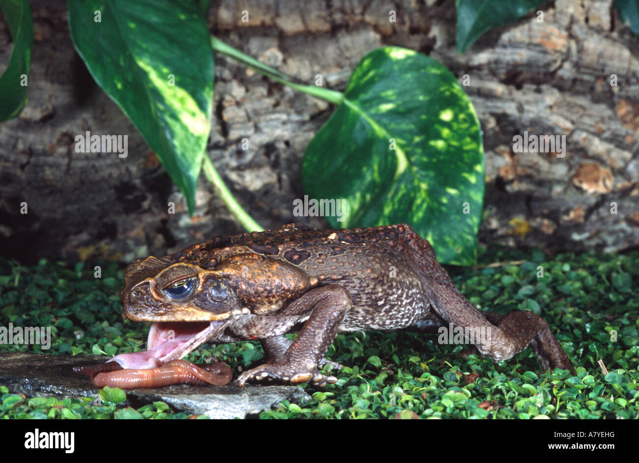 Toad eating worm hi-res stock photography and images - Alamy