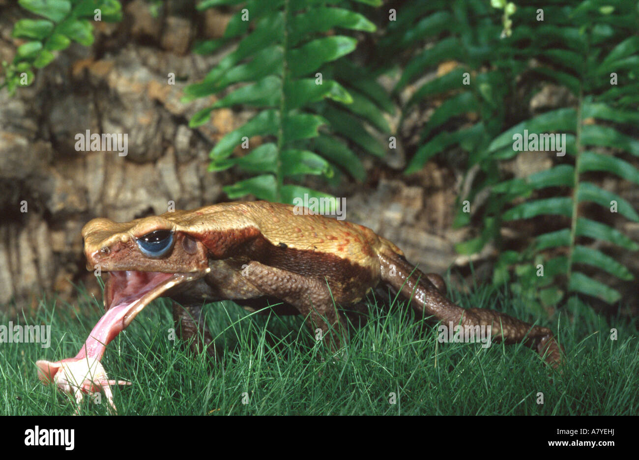 Smooth-sided Toad capturing a mouse, Bufo guttatus, Native to NW South ...
