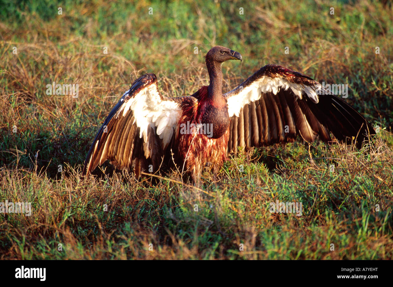African White-backed Vulture, Gyps africanus, Tanzania Africa Stock ...