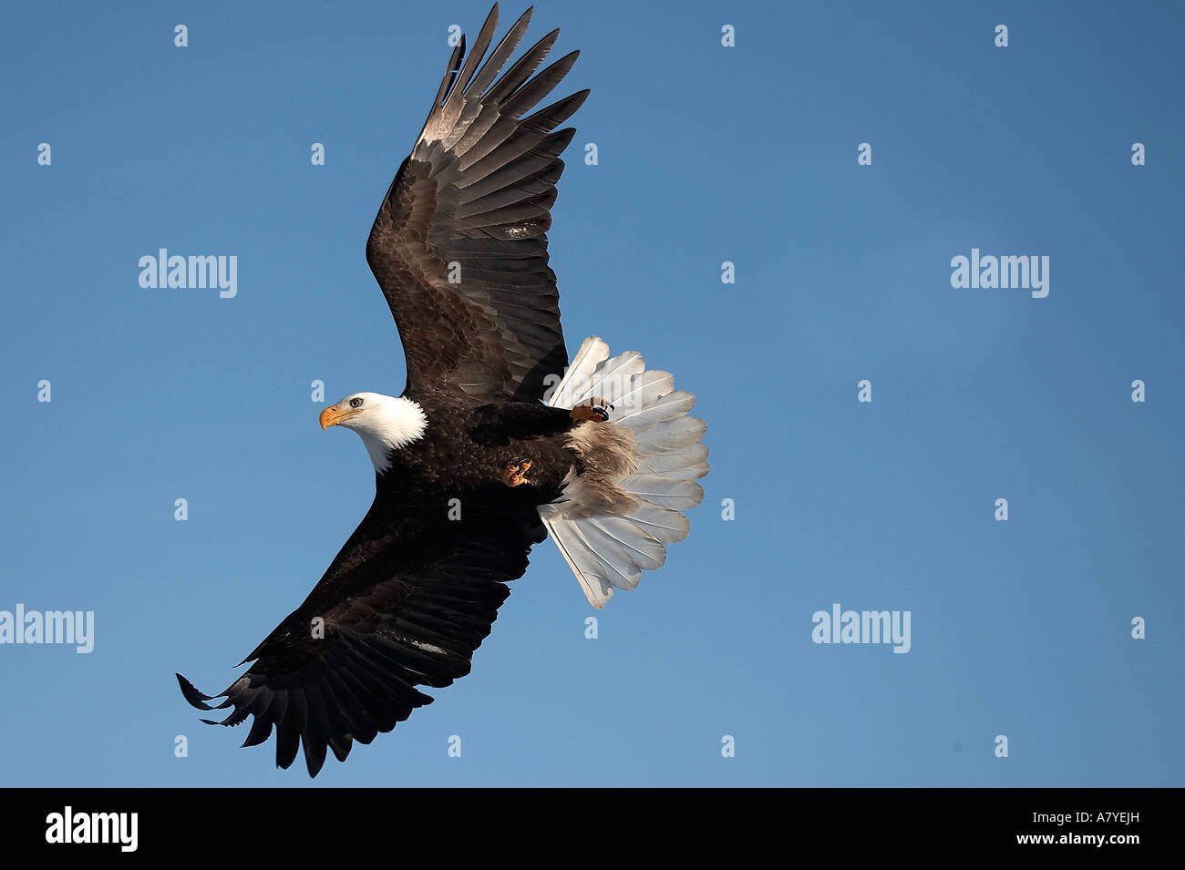 Bald Eagle in Flight, Haliaeetus leucocephalus, Homer Alaska Stock ...
